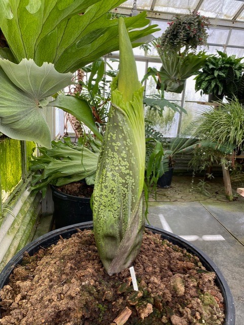 Cal Poly Hosts Viewing of Rare Corpse Flower Bloom - College of ...